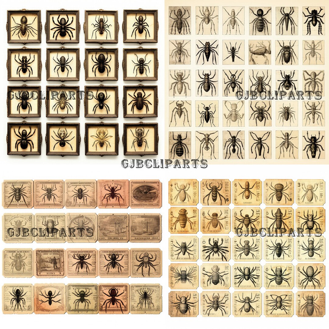 Spiders Ornamental Vintage Ticket Clipart, Evenly Spaced Clipart ...