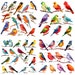 Bird Clipart Digital Stickers, Digital Clipart, Printable Stickers ...