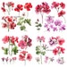 Geranium Flower Clipart, Scrapbooks Digital, Journaling Game ...
