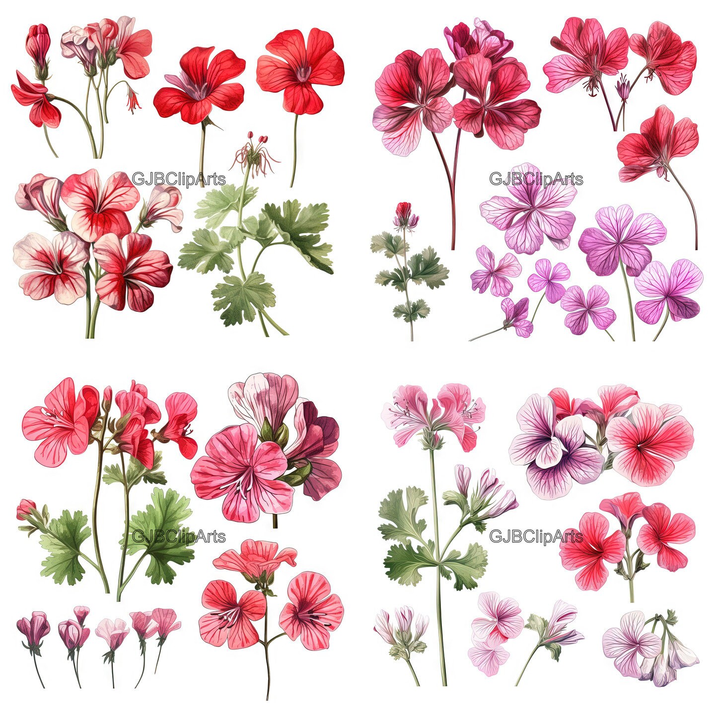 Geranium Flower Clipart, Scrapbooks Digital, Journaling Game ...