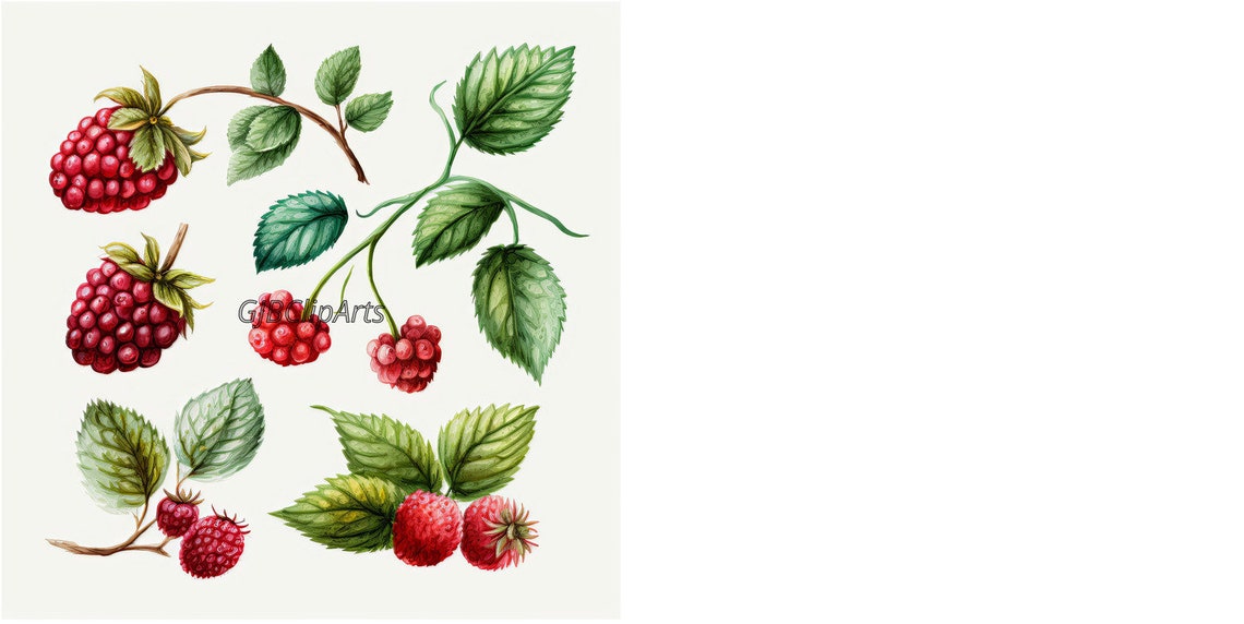 Vibrant Raspberries Clipart: Watercolor Berry Illustrations ...