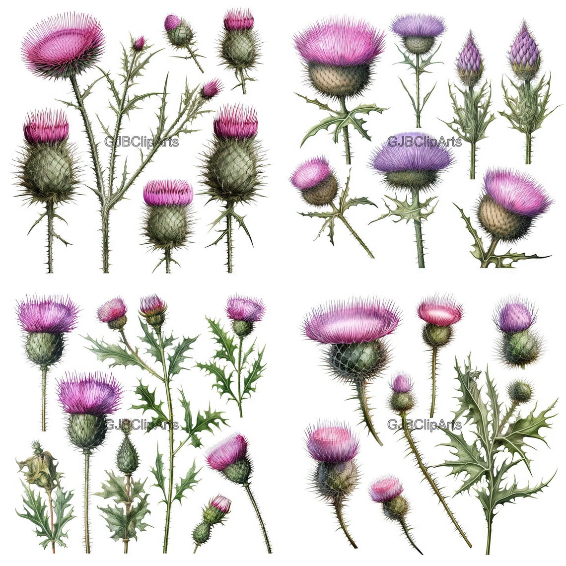 Thistle Collection Clipart, White Background Clipart, Scrapbooking ...