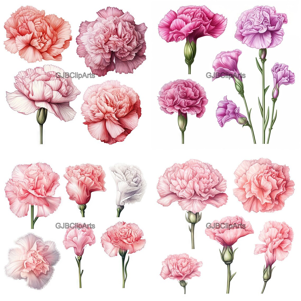 Carnation Clipart Collection 3, White Background Clipart, , Junk ...