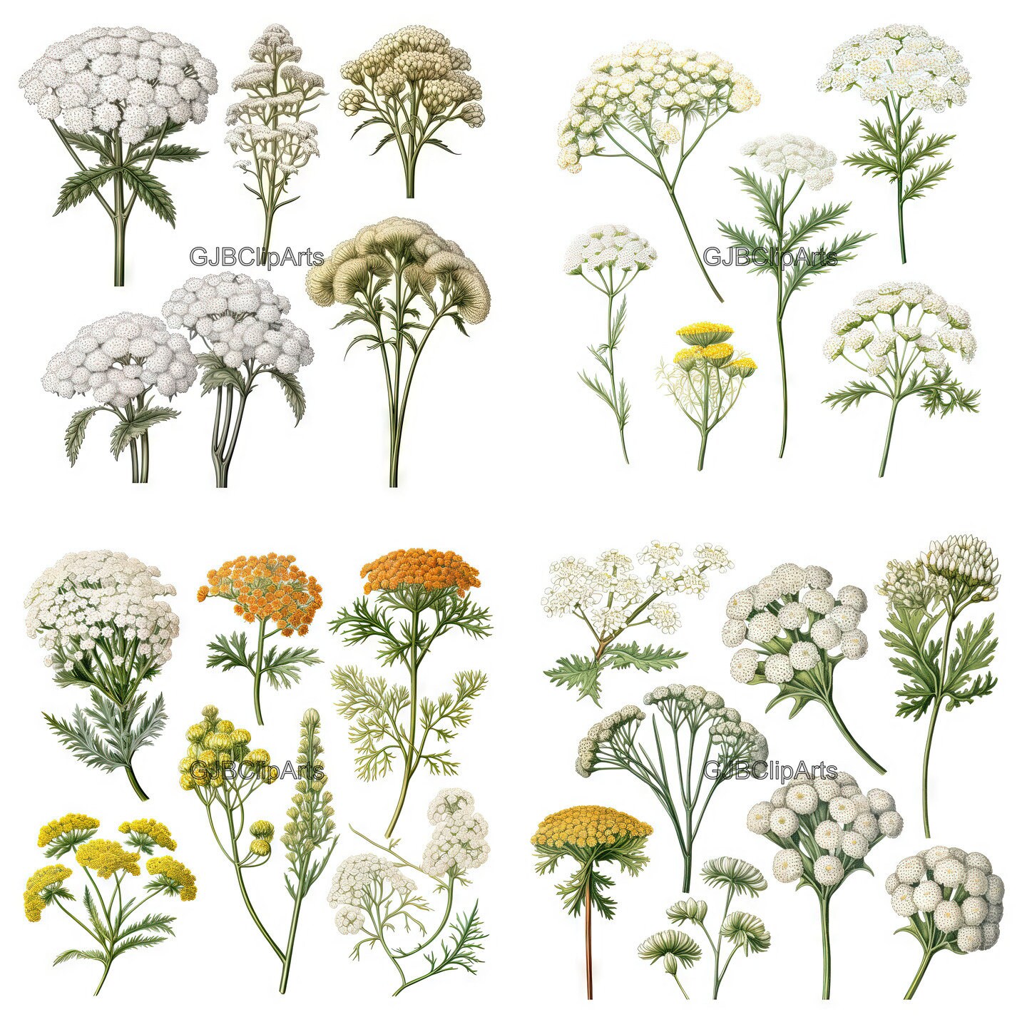 Yarrow Flower Clipart, Journaling Digital, Junk Journal Kit Printable ...