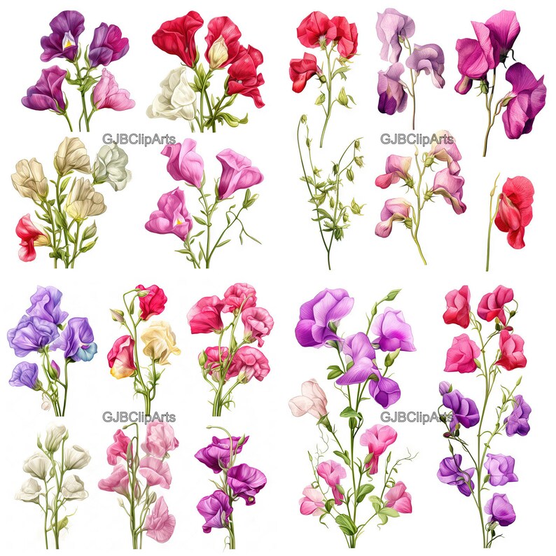 Sweet Pea Flower Clipart, Journaling Templates Digital, Journaling ...