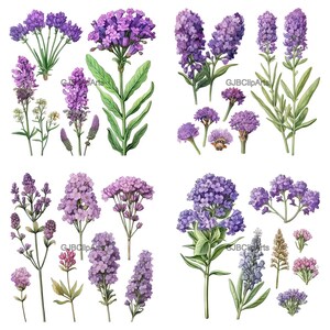 Statice Flower Clipart, Journaling Purple Flower, Junk Journal Ephemera ...