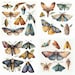 Watercolor Moths Collection: Delicate Insect Illustrations, Nature ...