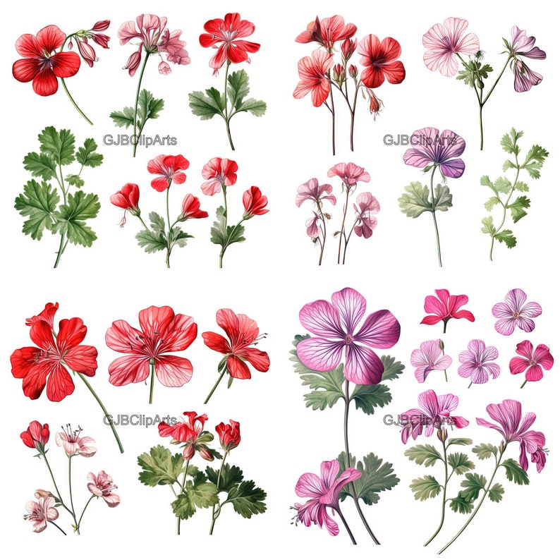 Geranium Flower Clipart, Scrapbooks Digital, Journaling Game ...
