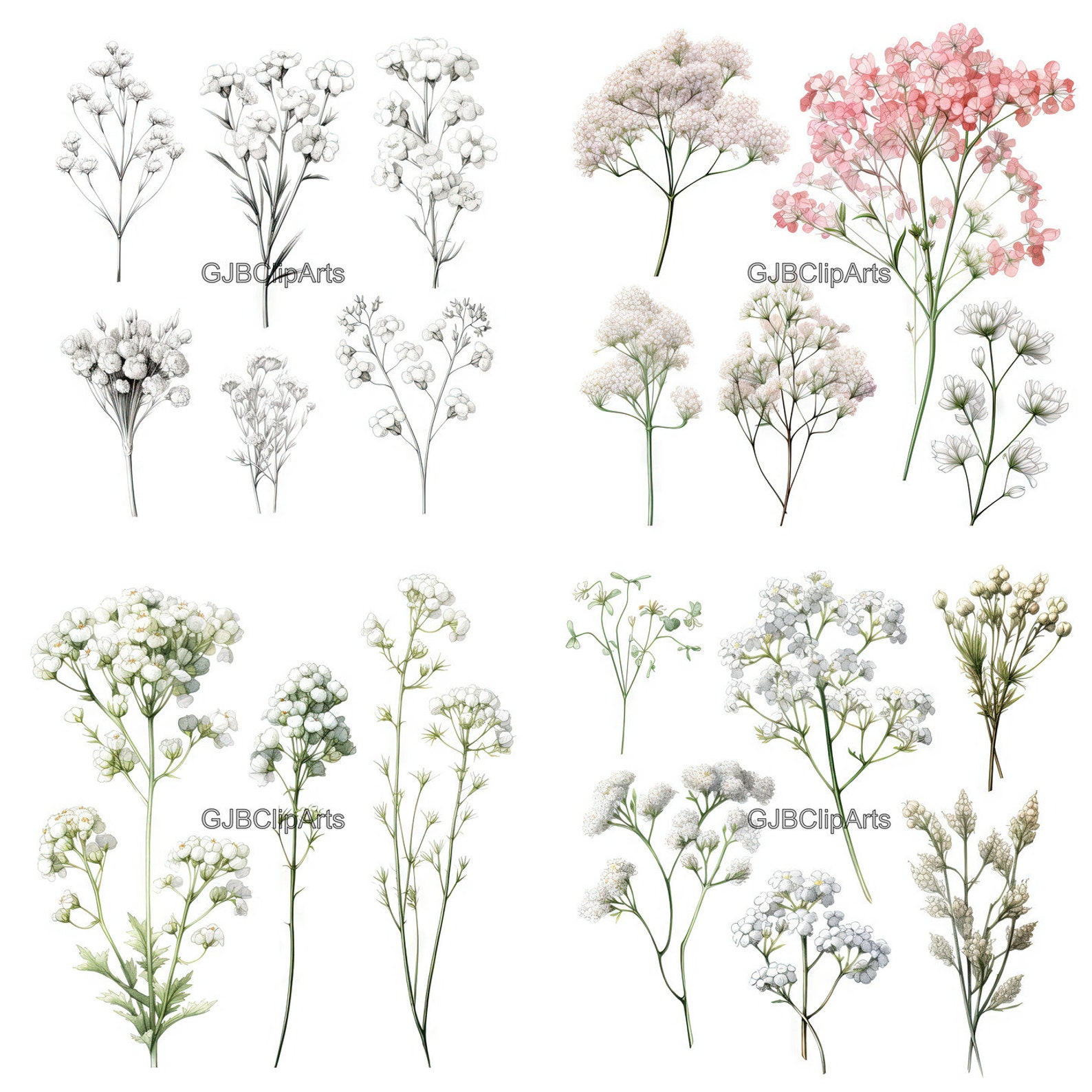 Baby's Breath Clipart Digital Stickers, Digital Clipart, Printable ...
