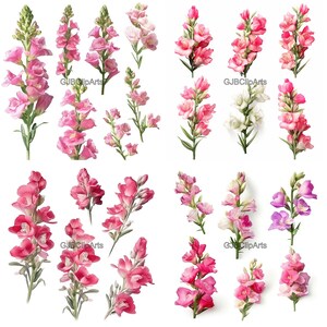 Snapdragon Flower Clipart, Journaling Printables, Scrapbookers Tote ...