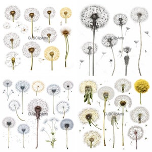 Dandelion Clipart Digital Stickers, Digital Clipart, Printable Stickers ...