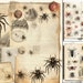 Vintage Spiders Junk Journal Kit Clipart Spider Clipart - Etsy
