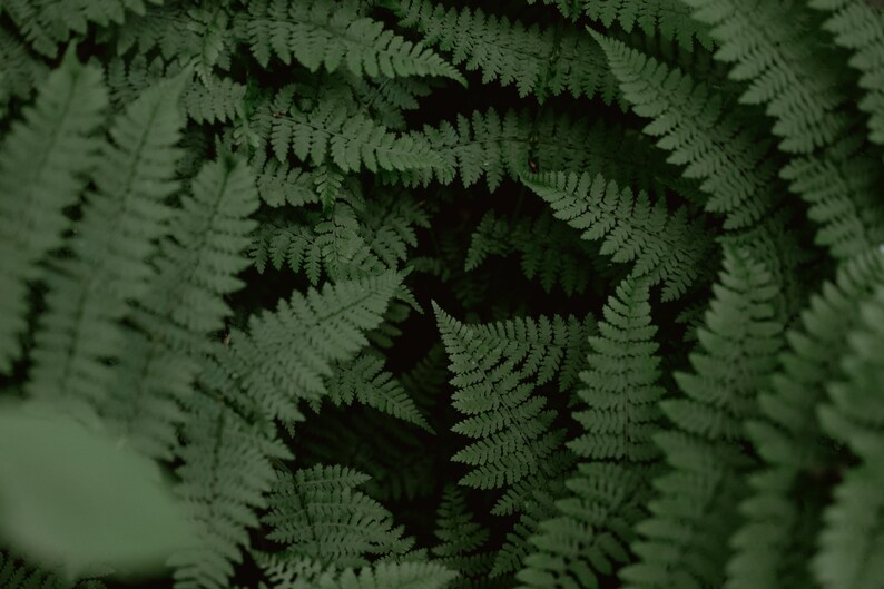 Ferns Iii - Etsy