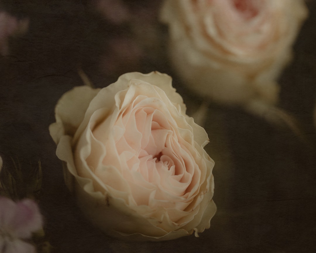 Fine Art Roses I - Etsy