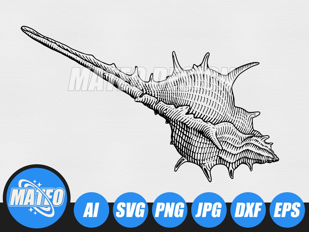 Conch, Hand Drawn Style -ai,svg,png,jpg,dxf,eps Files Included，instant ...