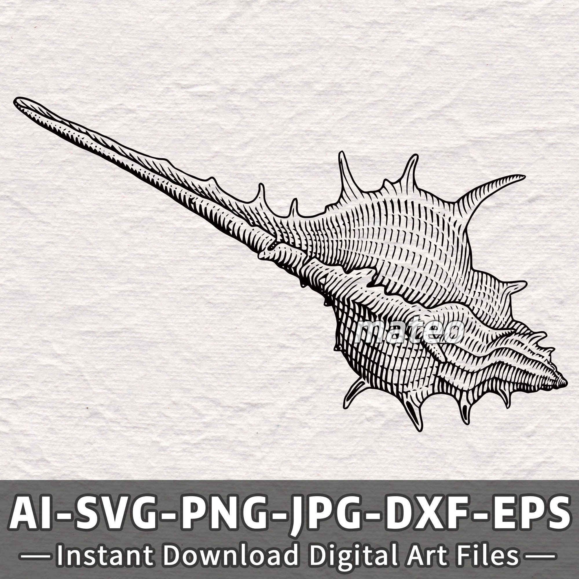 Conch, Hand Drawn Style ai,svg,png,jpg,dxf,eps Files Includedinstant ...