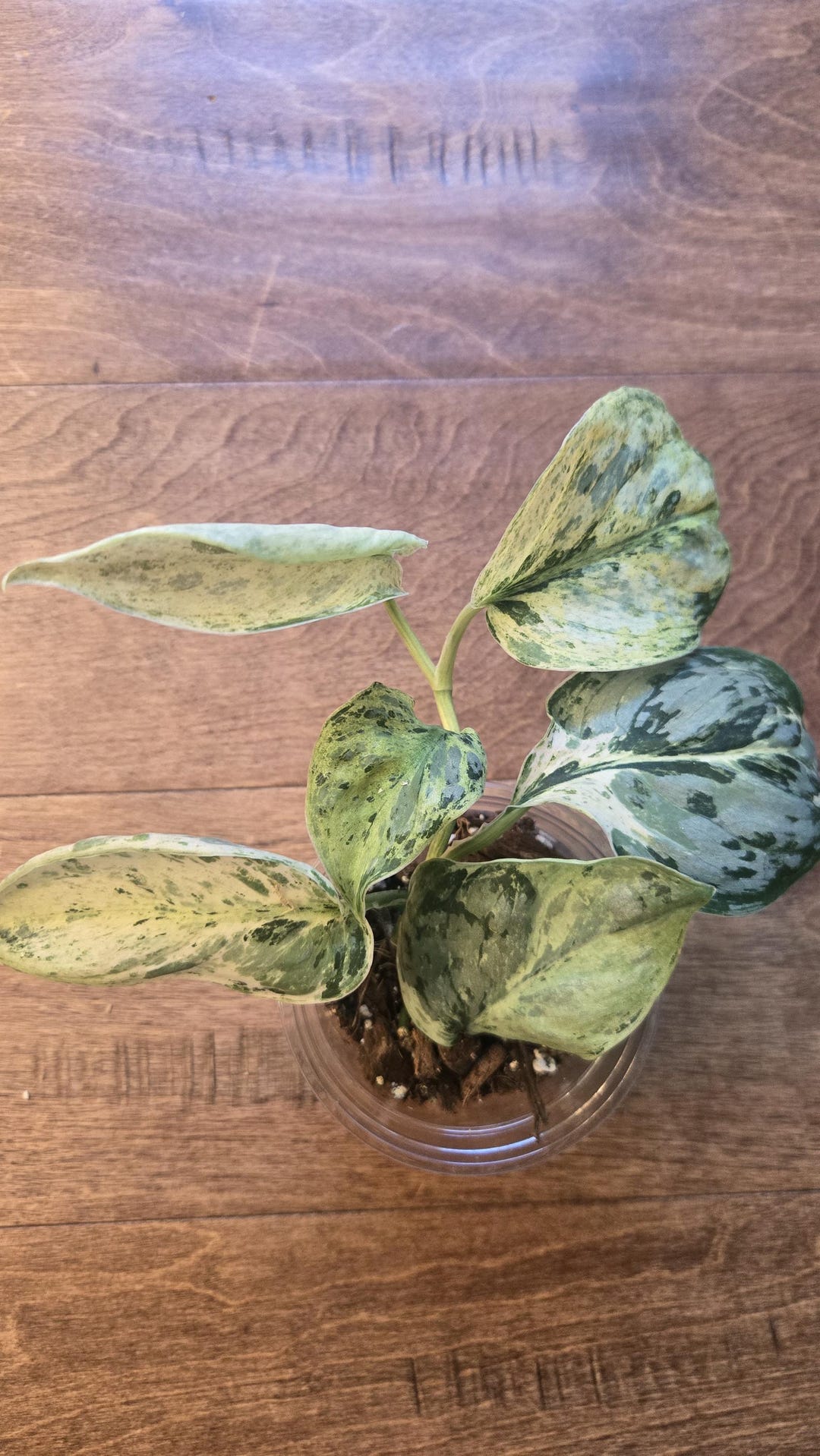 Peasun Scindapsus - Rare - Tropical House Plant - 3.5 Inch Pot - Etsy