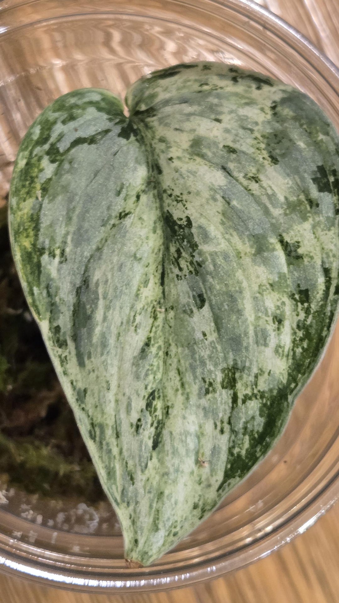 Peasun Scindapsus Rare Tropical House Plant Rooted Cutting - Etsy