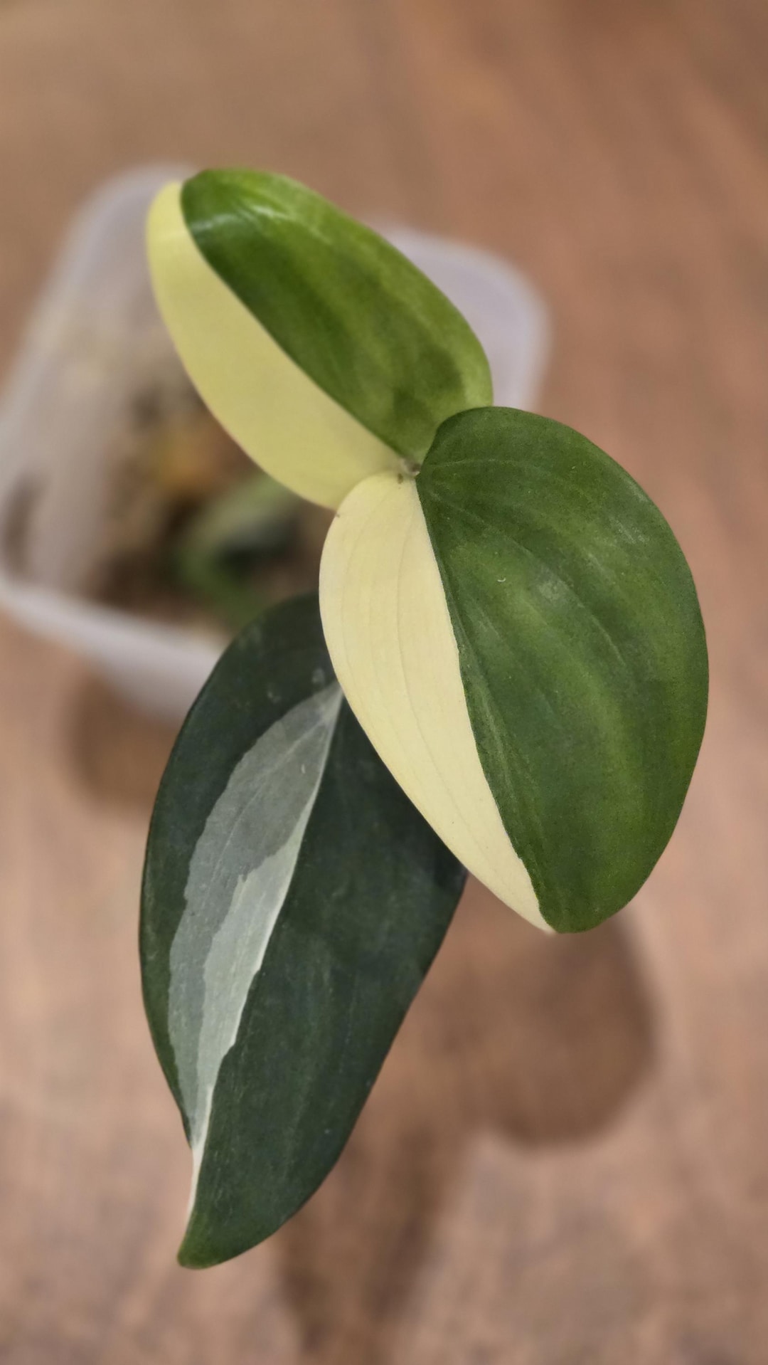 Blue Albo Scindapsus - Rare - Tropical House Plant - Live Plant in Moss ...