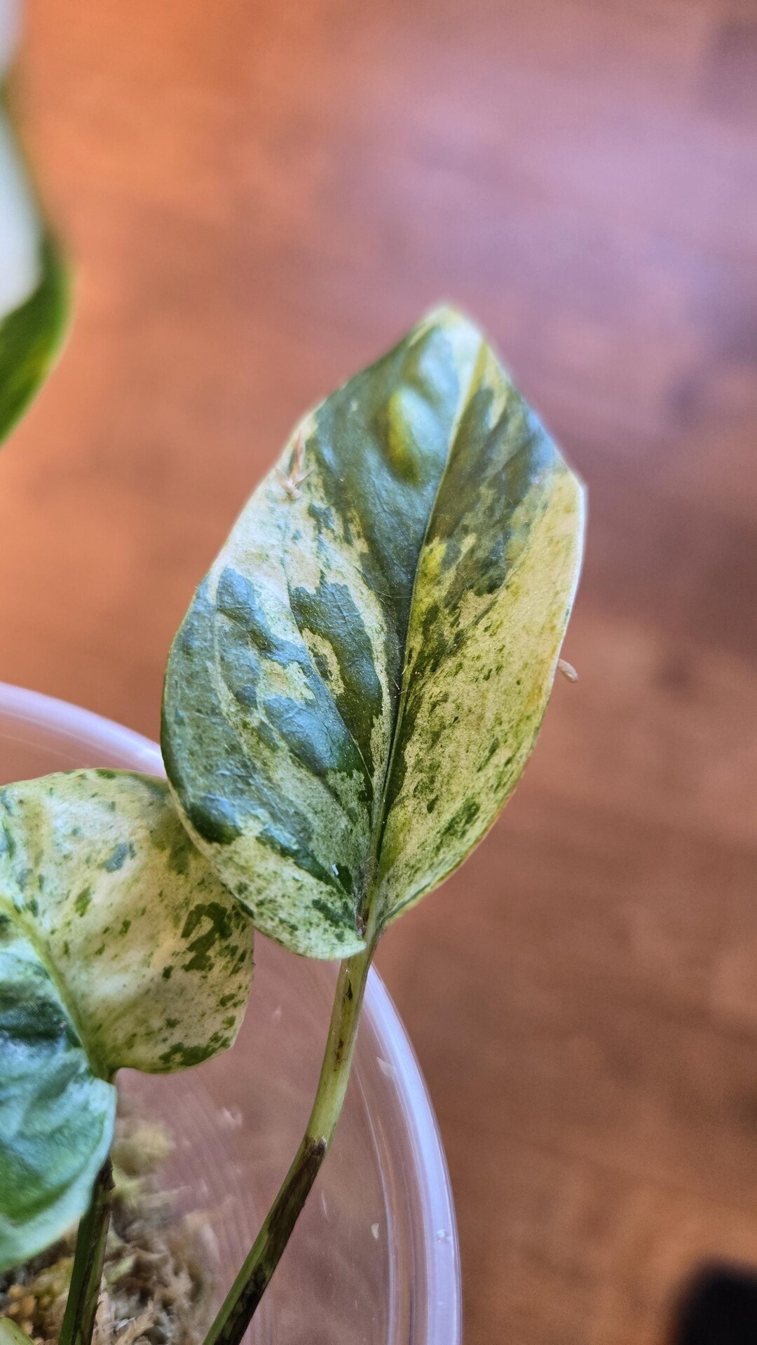 Japanese Global Pothos - Rare - Tropical House Plant - Etsy