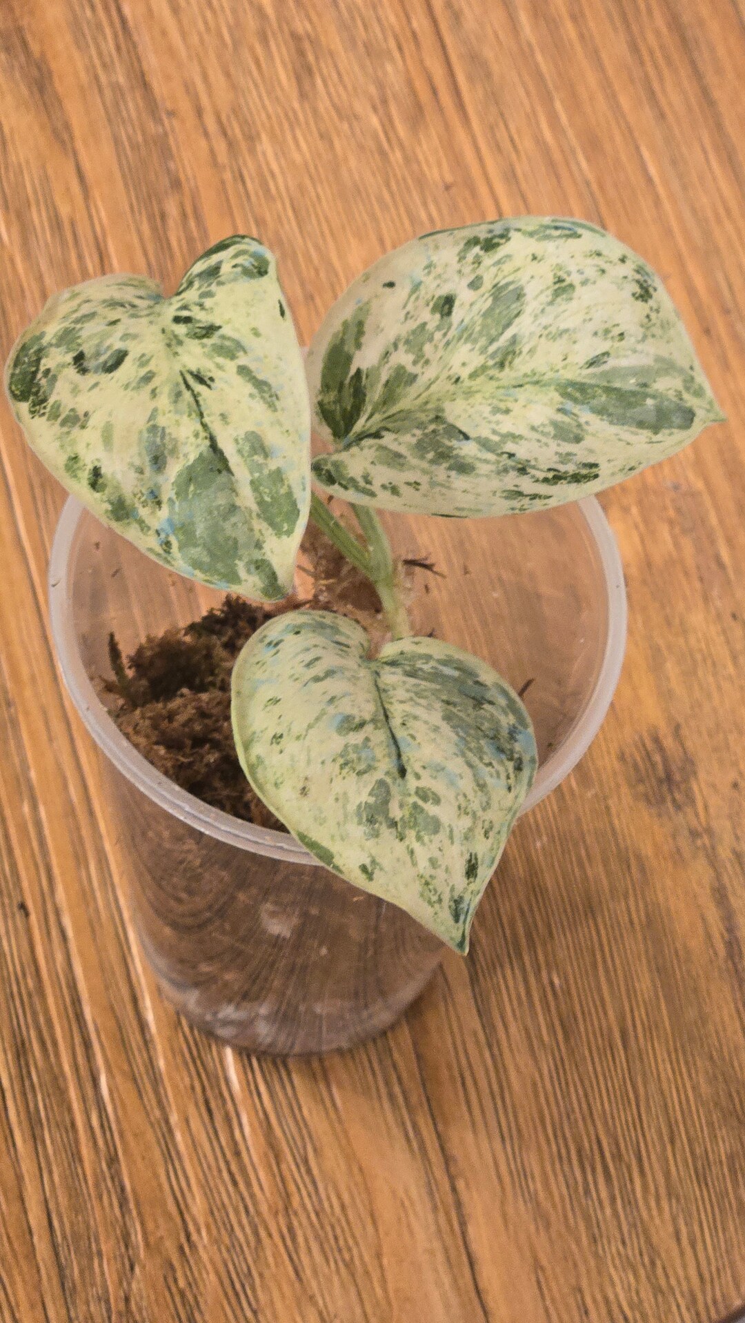 Peasun Scindapsus Rare Tropical House Plant Live Plant Cutting - Etsy
