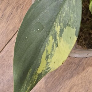 Variegated Silver Sword Philodendron - Rare - Tropical House Plant ...