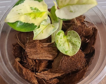 Japanese Global Pothos Rare Tropical House Plant Live Plant in 3.5 Inch ...