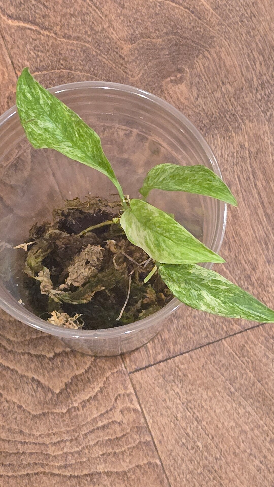 Variegated Epi Cebu Blue Rare Tropical House Plant Live Plant in Moss ...