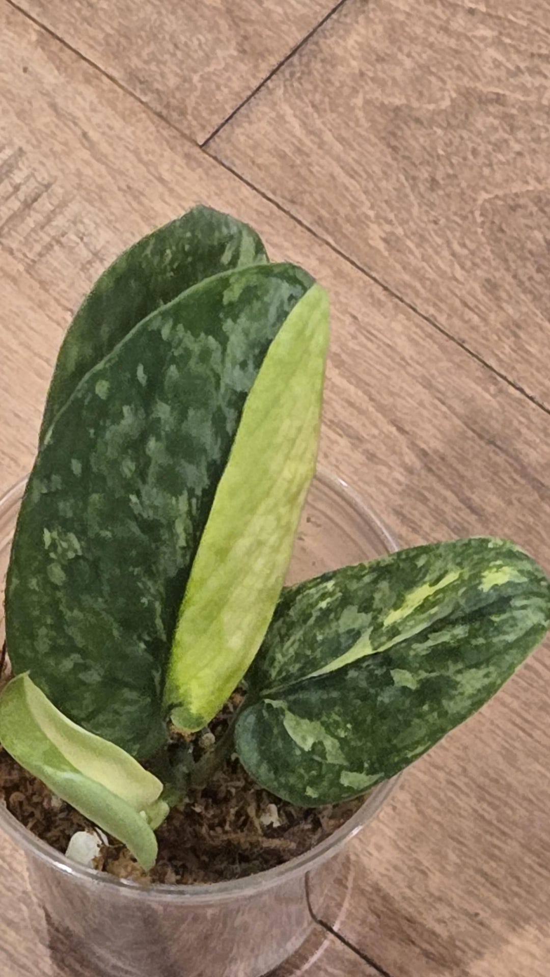 LEOPARD Scindapsus Rare Cutting - Etsy