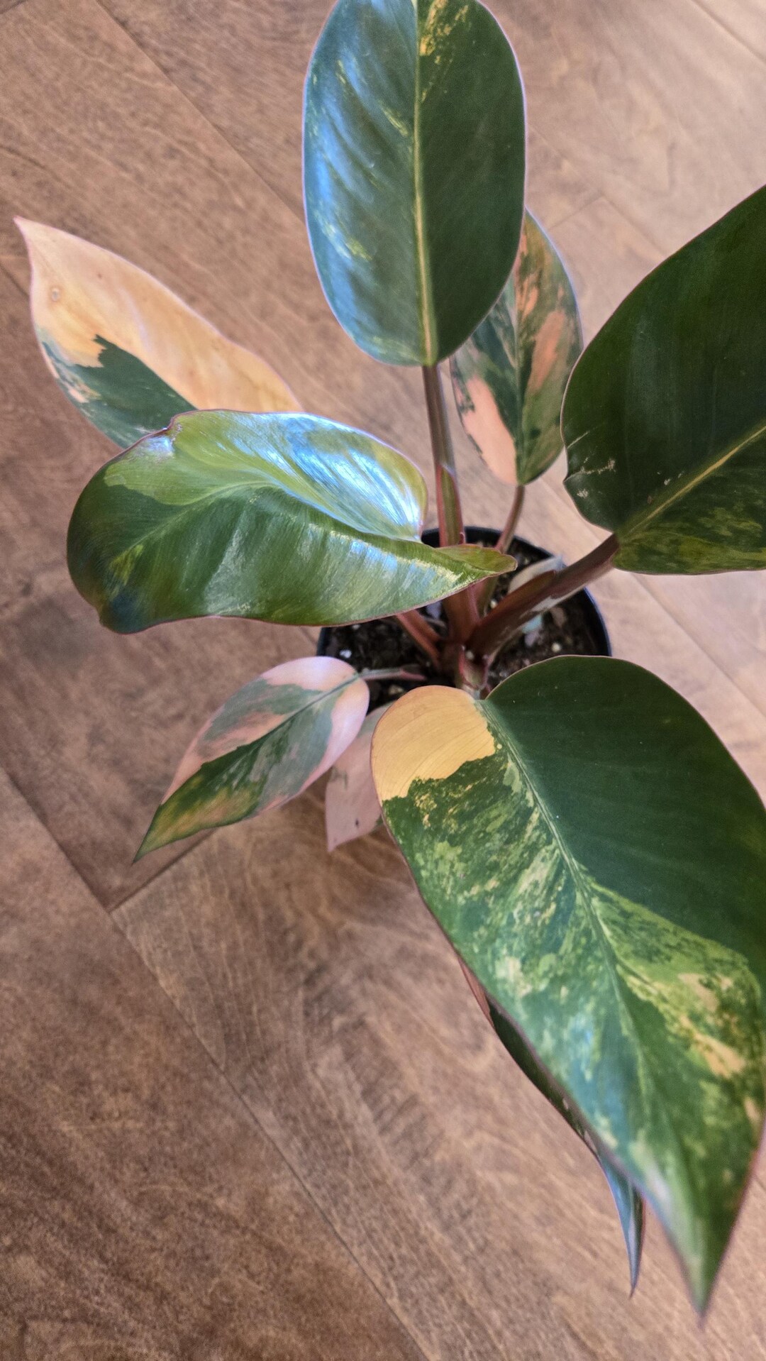 Variegated Red Congo Philodendron - Rare - Tropical House Plant - Live ...