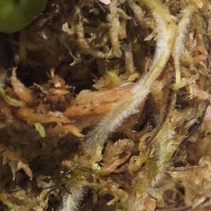 Variegated Silver Sword Philodendron - Rare - Tropical House Plant ...