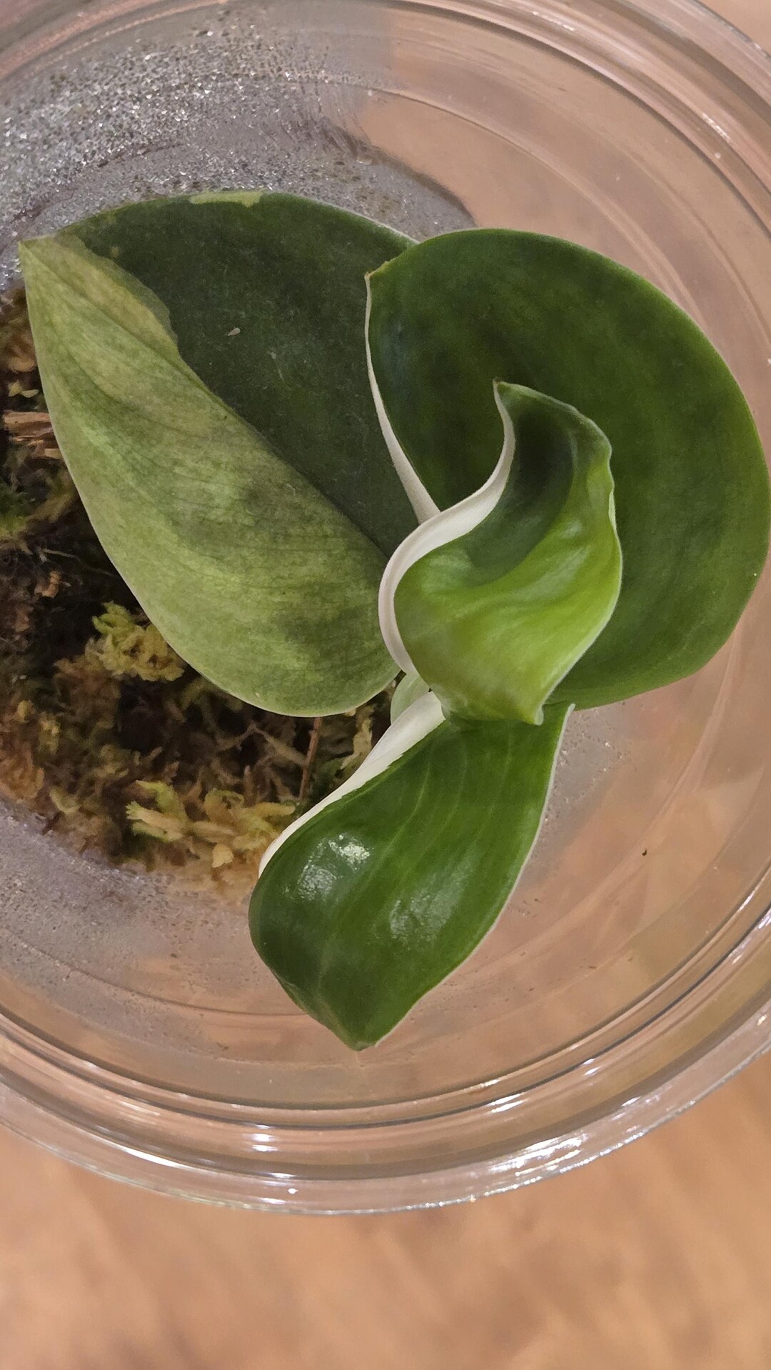 Variegated Moonlight Scindapsus - Rare - Tropical House Plant - Live ...