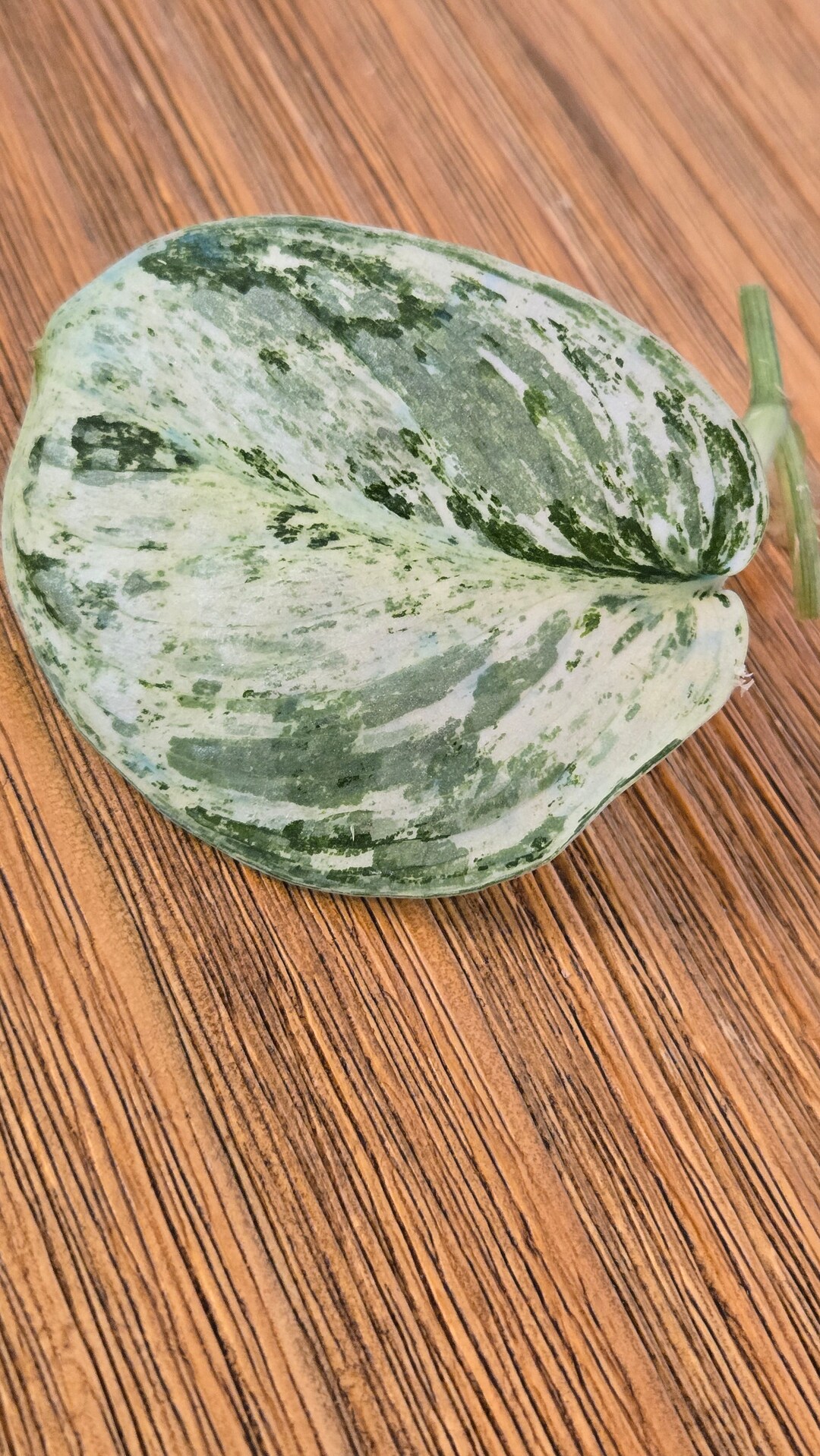 Peasun Scindapsus - Rare - Tropical House Plant - Live Plant - Cutting ...