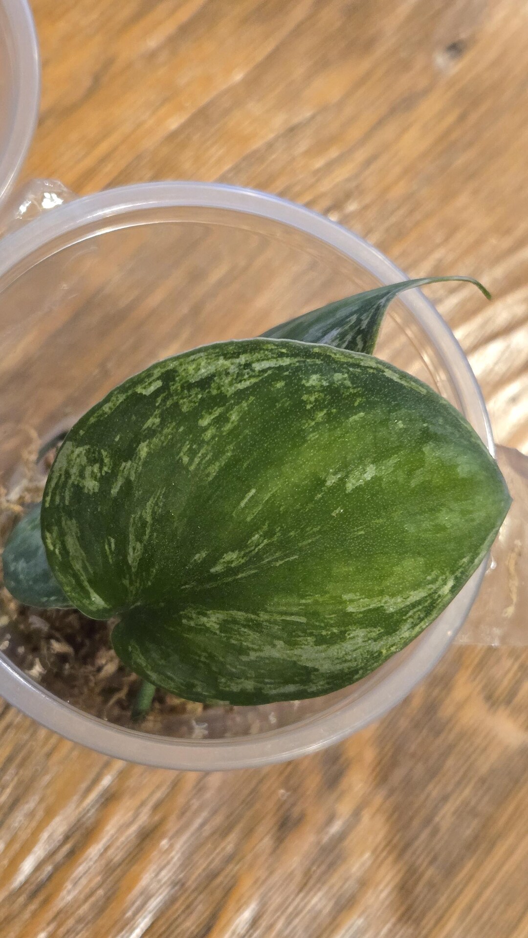 Variegated Silver Knight Scindapsus Rare Tropical House Plant Live ...