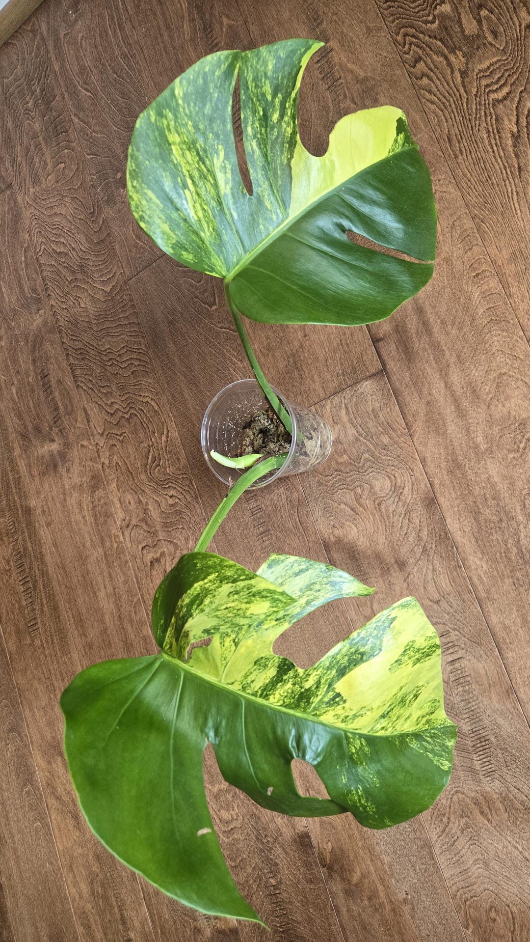 Monstera Aurea - Rare - Tropical House Plant - Live Cutting in Moss - Etsy