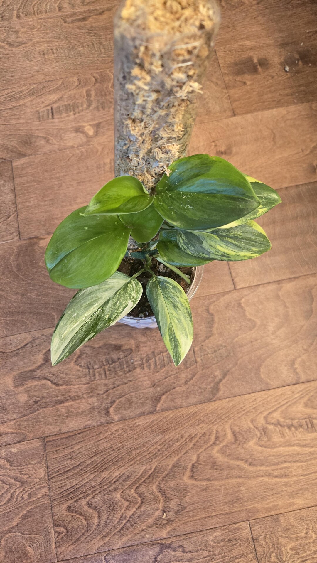 Rubicon Scindapsus - Rare - Tropical House Plant - Live Plant - 5 Inch ...