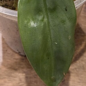 Variegated Silver Sword Philodendron - Rare - Tropical House Plant ...