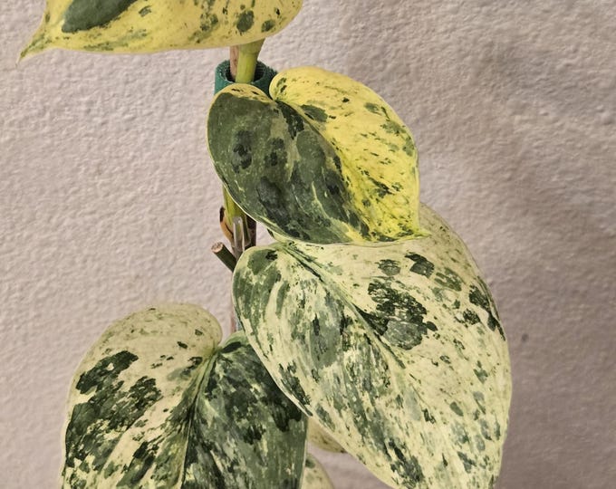 Variegated Dark Form Silver Splash Scindapsus - Rare - Tropical House ...