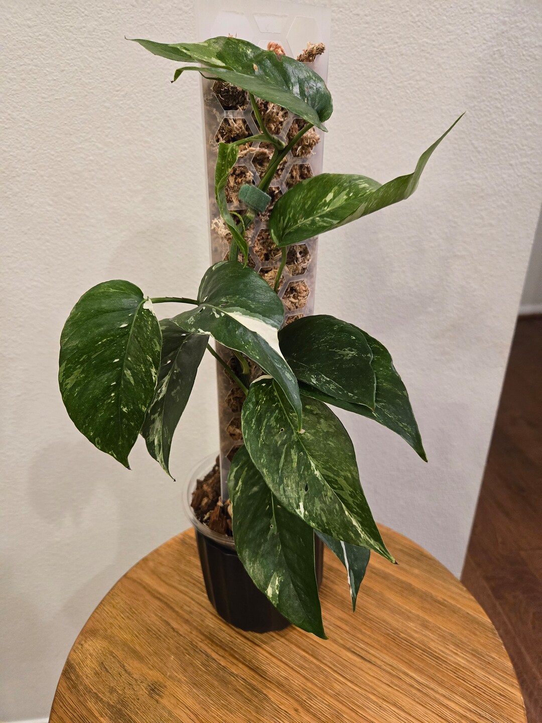 Epi Pinnatum Albo Rare Tropical House Plant Live Plant in 3.5 Inch Pot ...