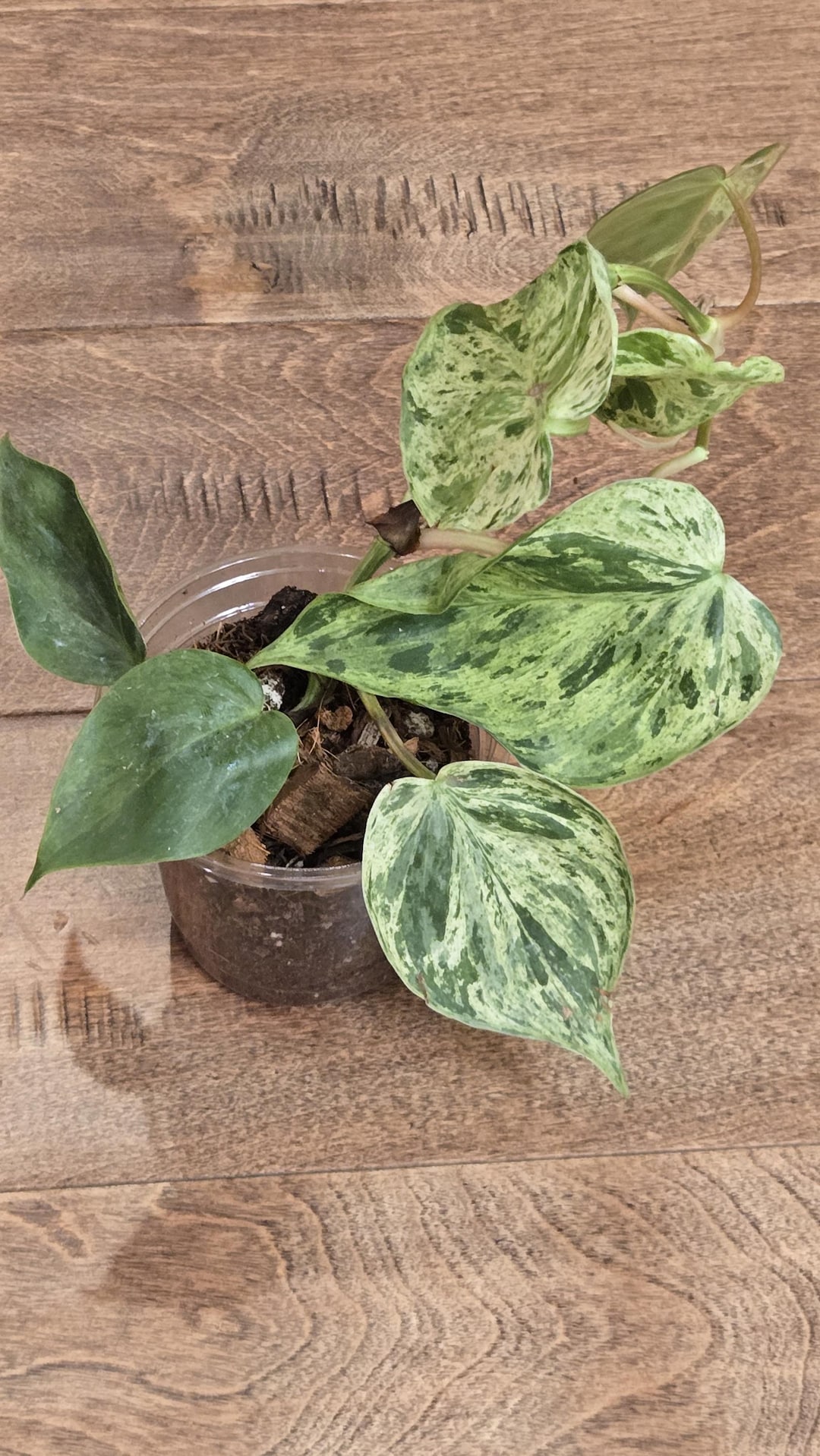 Variegated Heartleaf Philodendron Tropical House Plant - Live Plant in ...