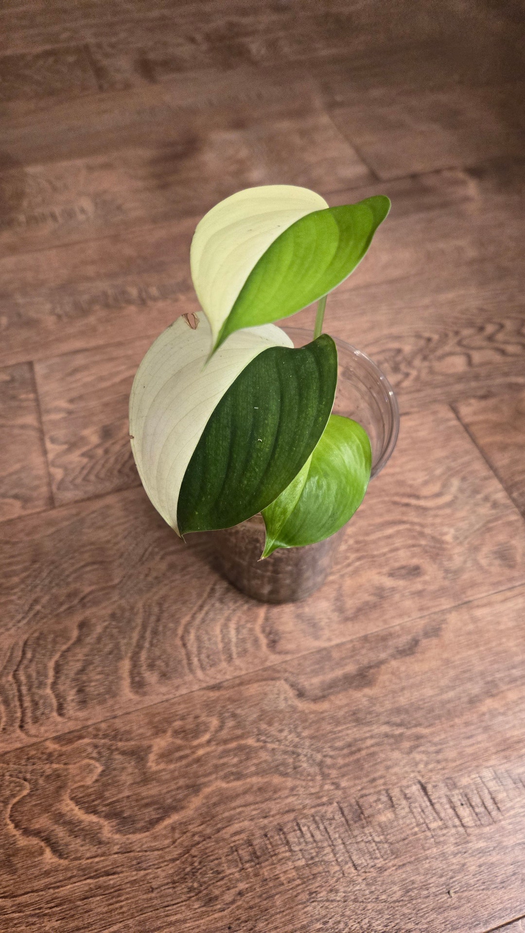 Blue Albo Scindapsus - Rare - Tropical House Plant - Live Plant in Moss ...