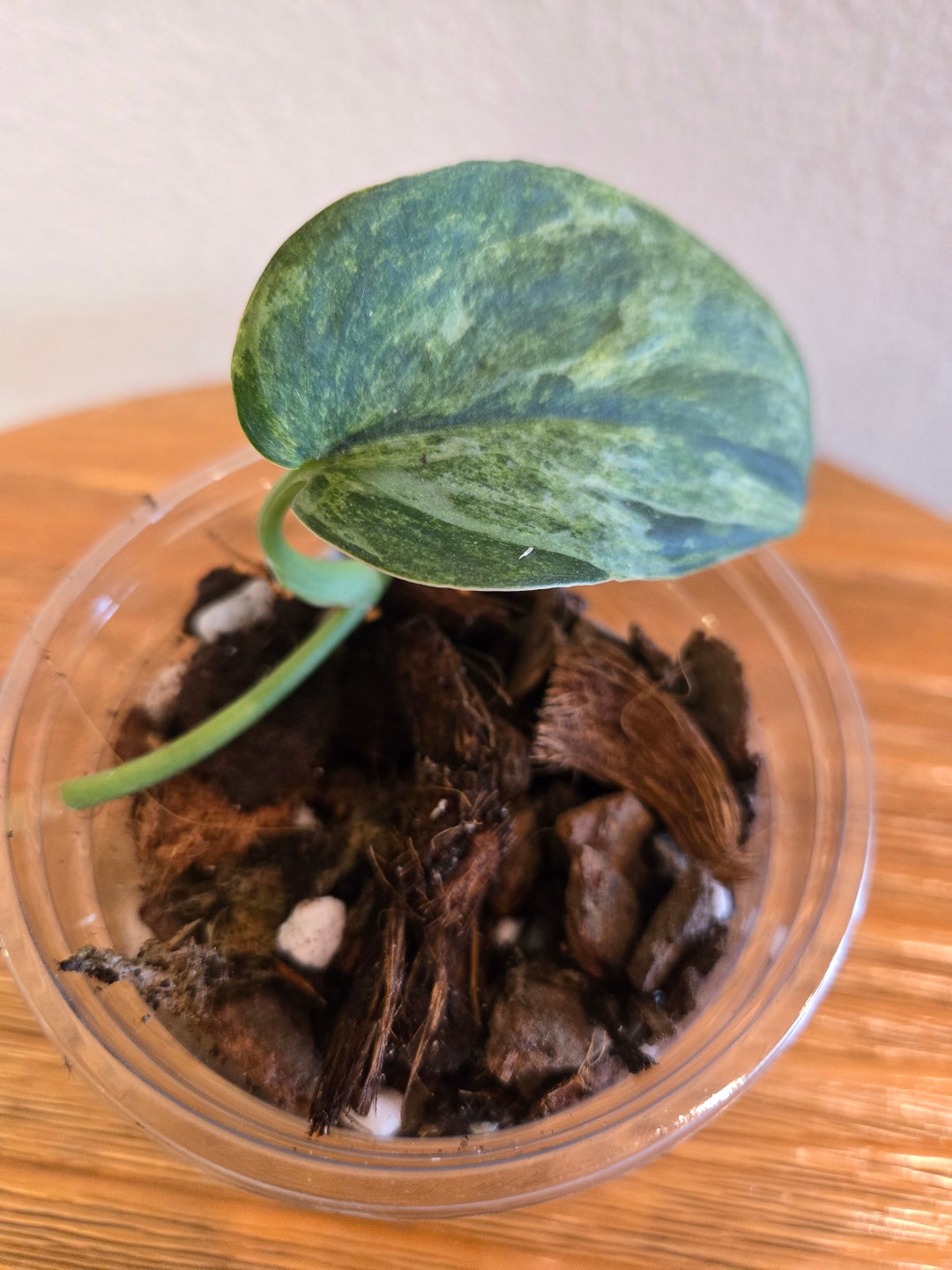 Jade Satin Mint Scindapsus Rare Tropical House Plant 3.5 Inch - Etsy