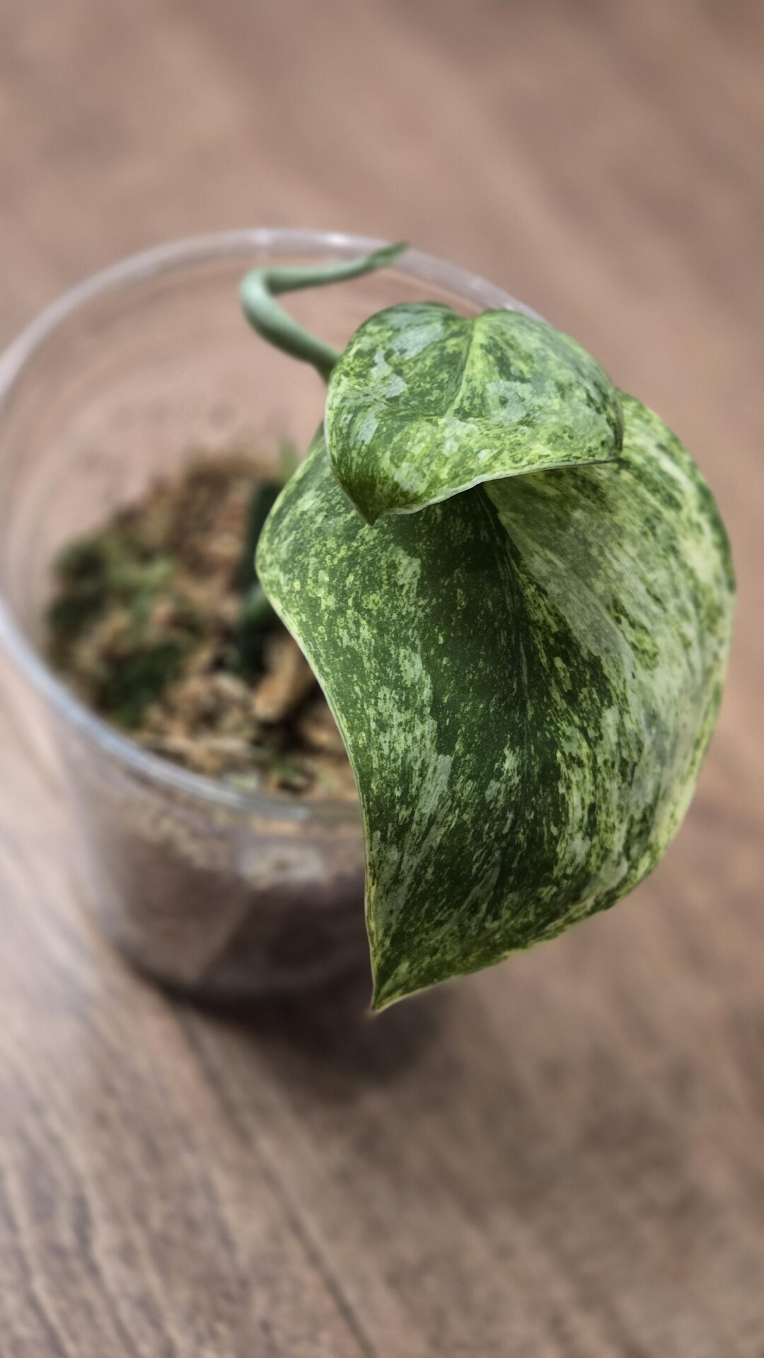 Geulis Scindapsus Rare Tropical House Plant Live Plant in Moss - Etsy