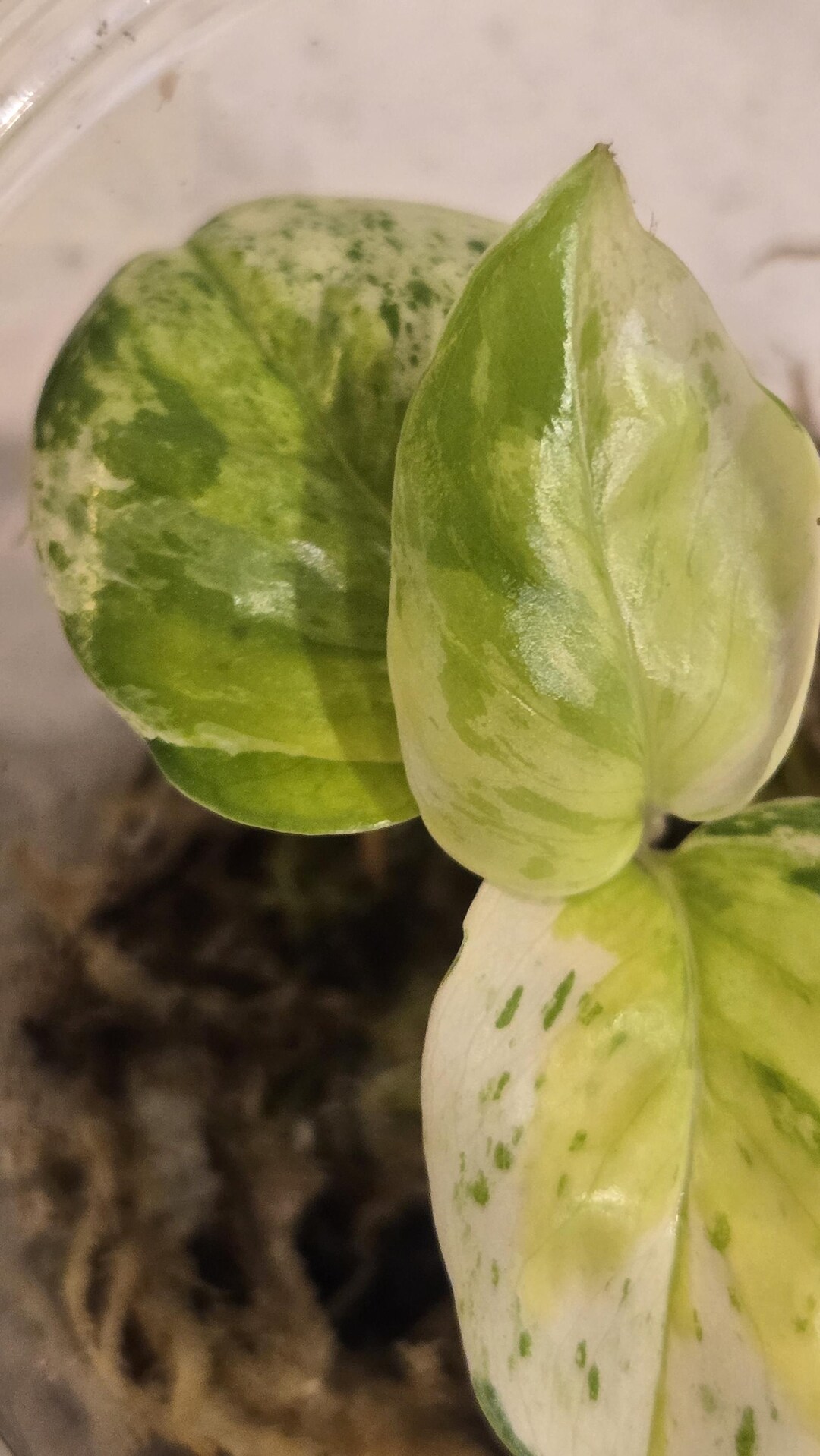 Japanese Global Pothos - Rare - Tropical House Plant - Etsy