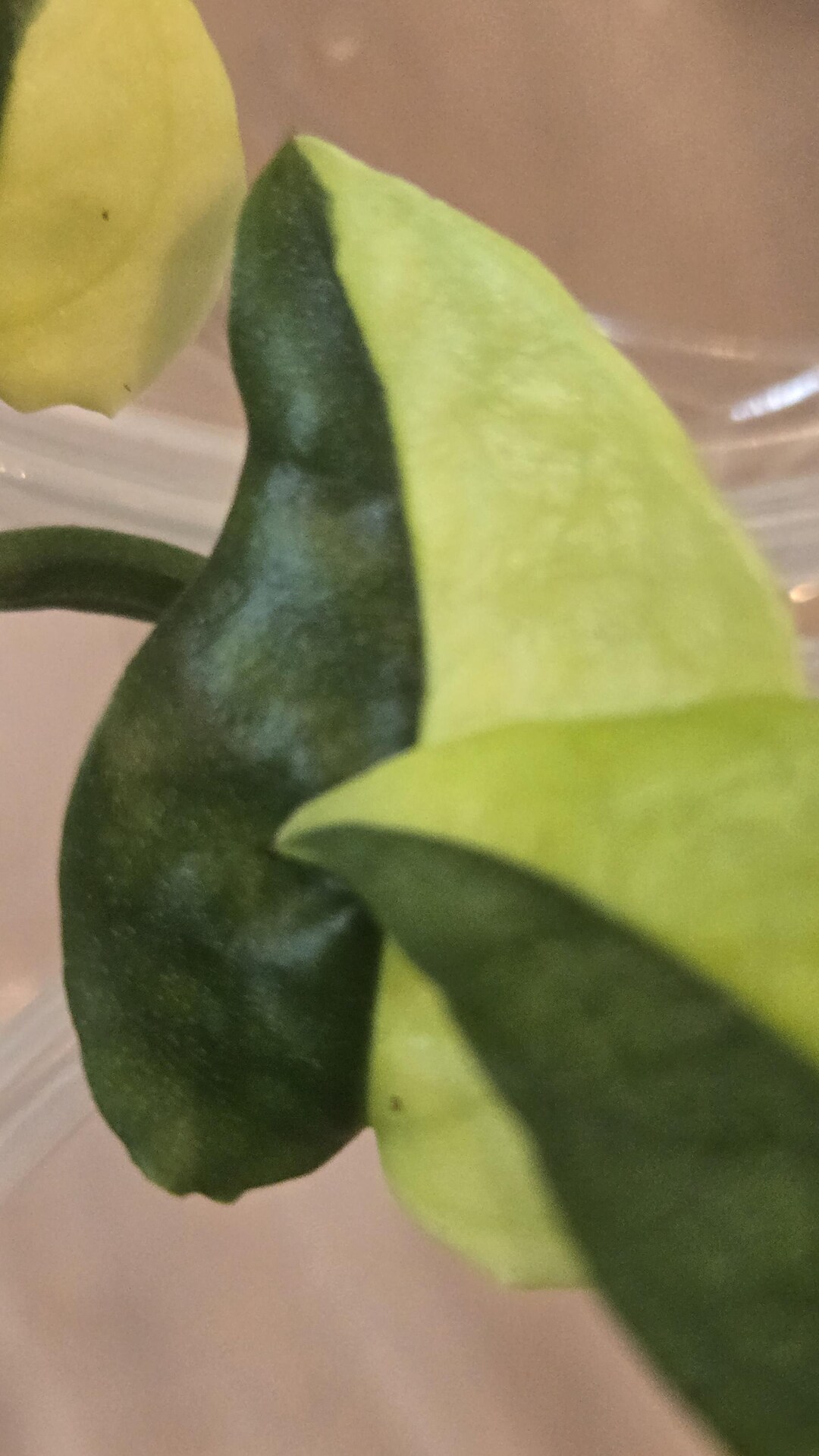 Epi Pinnatum Neon Tro-color Rare - Tropical House Plant - Etsy