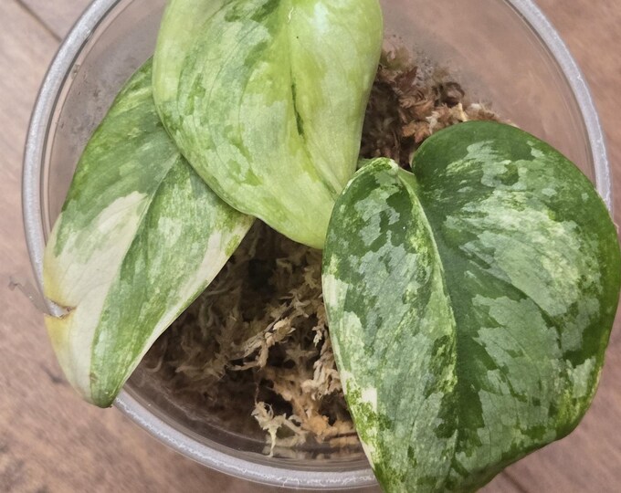 Peasun Scindapsus - Rare - Tropical House Plant - Live Plant - Cutting ...