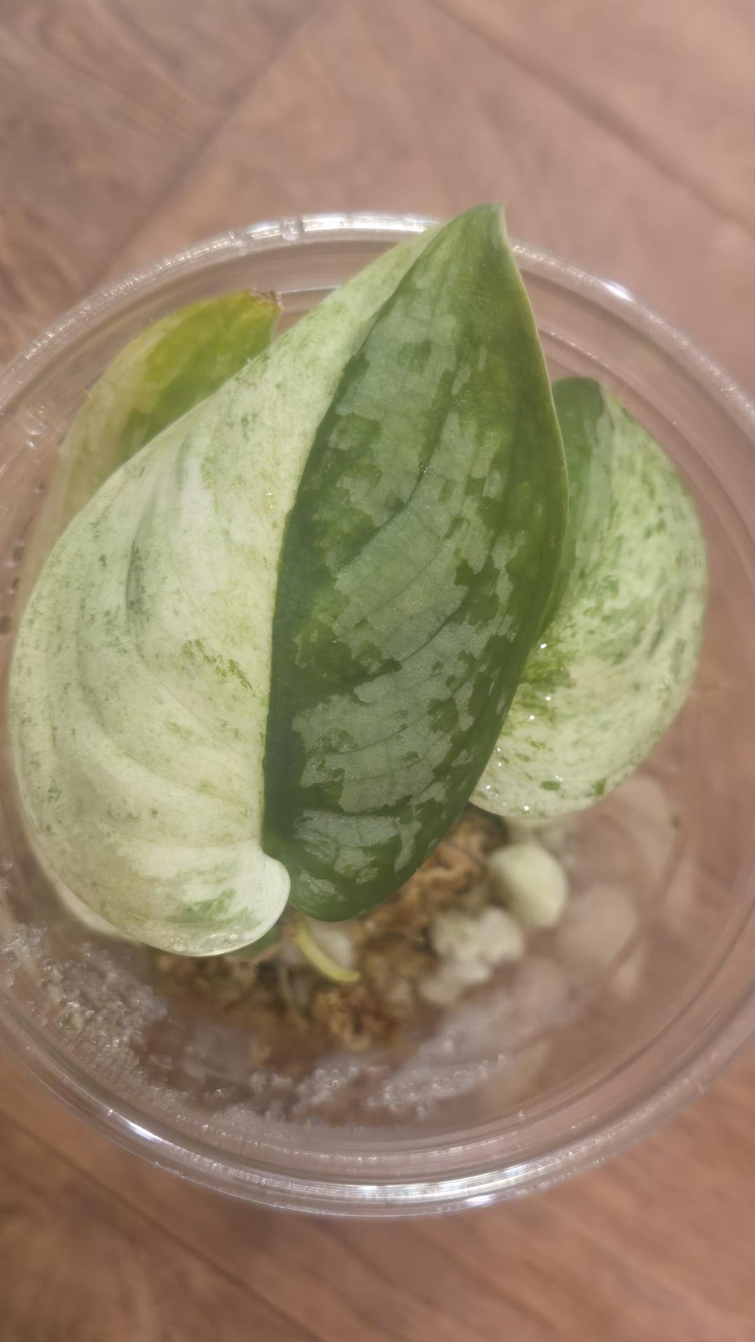 Salamount Sp Scindapsus Cutting - Rare - Tropical House Plant - Etsy