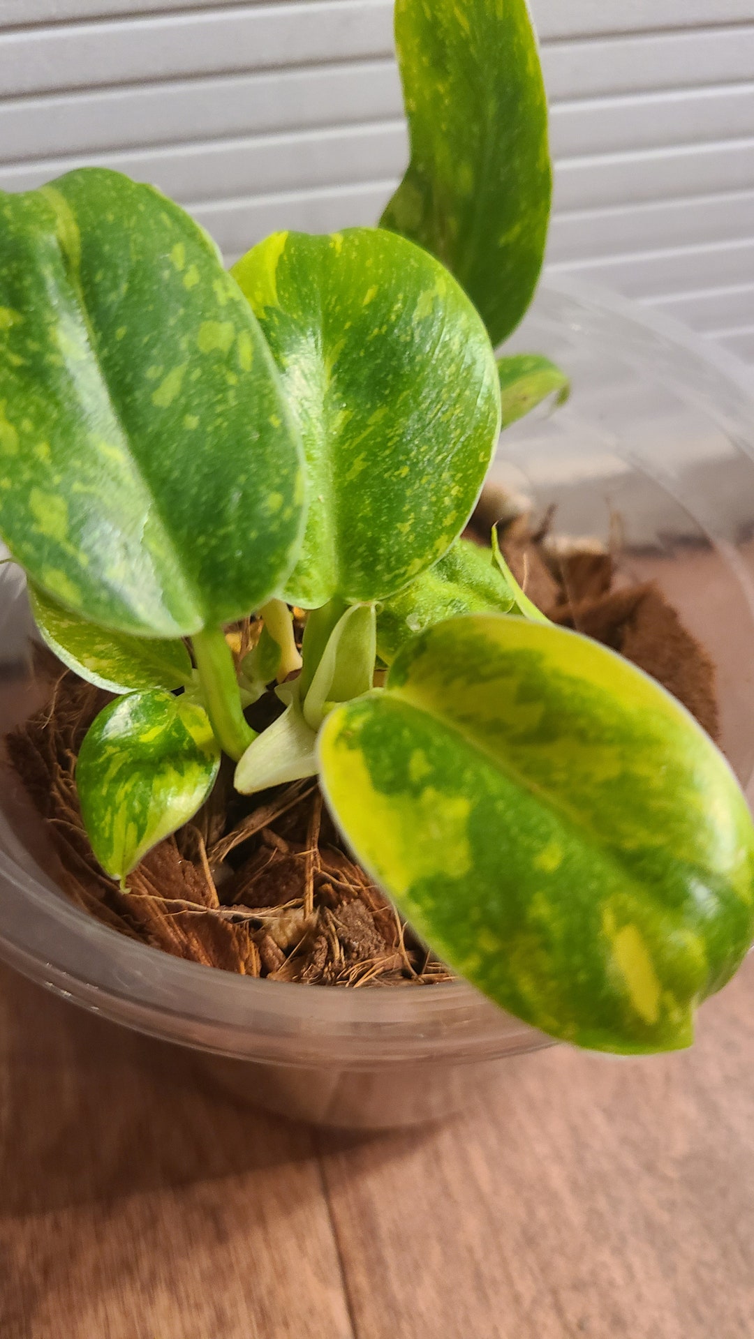 Green Congo Nuclear Hybrid Philo Rare Tropical House Plant - Etsy