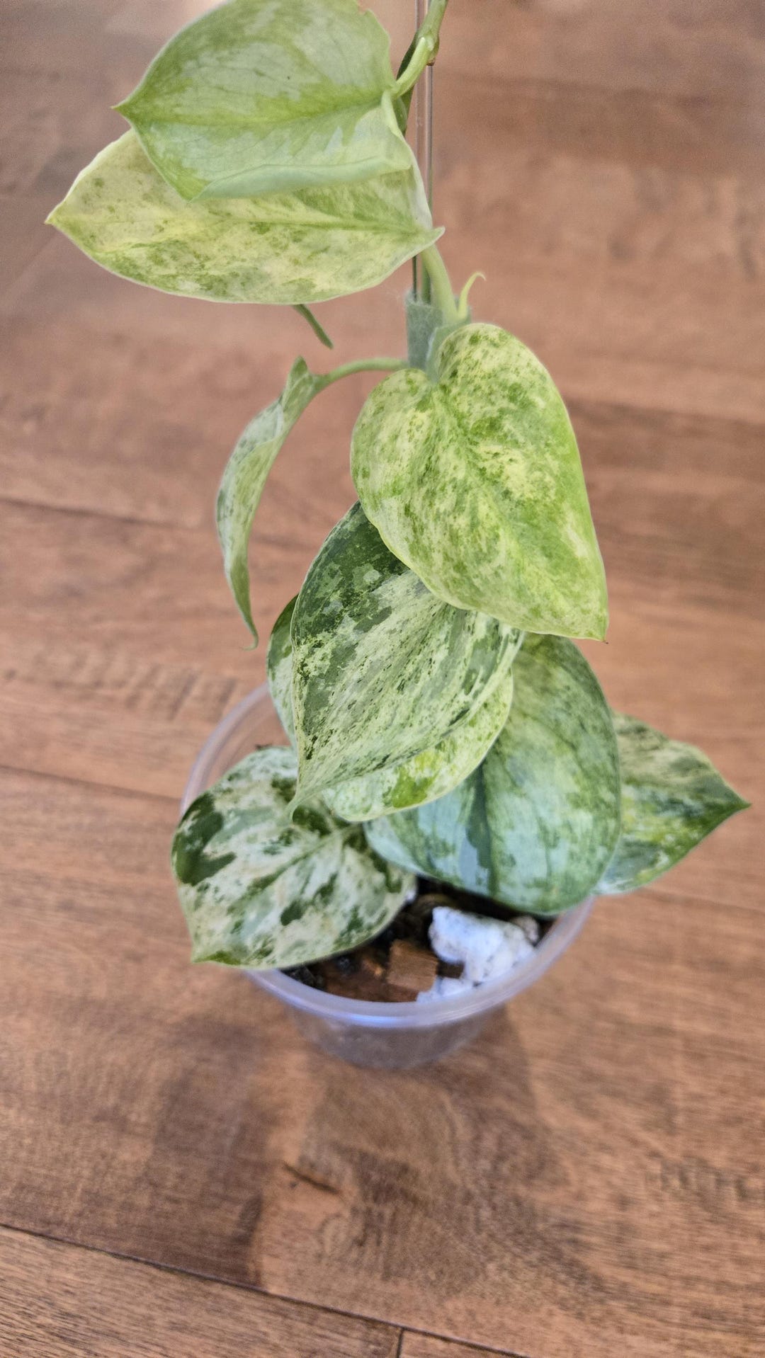 Scindapsus Jade Satin Marble Mint - Rare - Tropical House Plant - Live ...