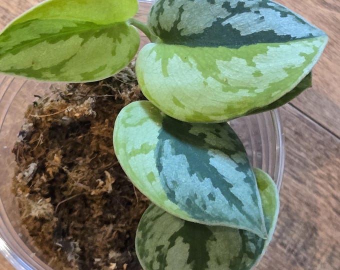 Yupa Scindapsus - Rare - Tropical House Plant - Etsy